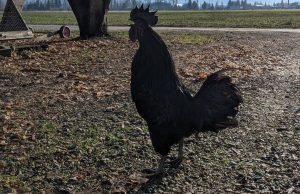 Ayam Cemani: Things To Know Before Buying | Chicken Fans
