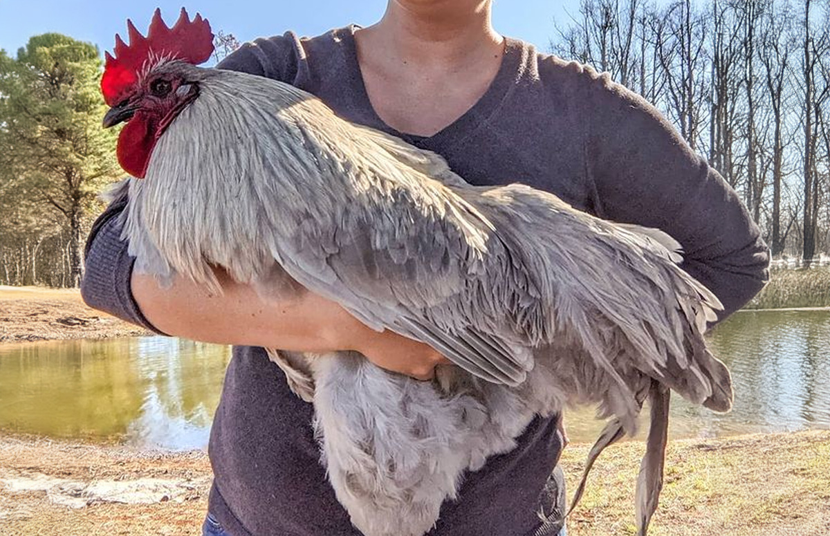 Best Ways To Catch A Chicken | Chicken Fans