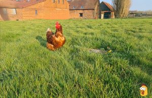 Most Common Chicken Predators | Chicken Fans