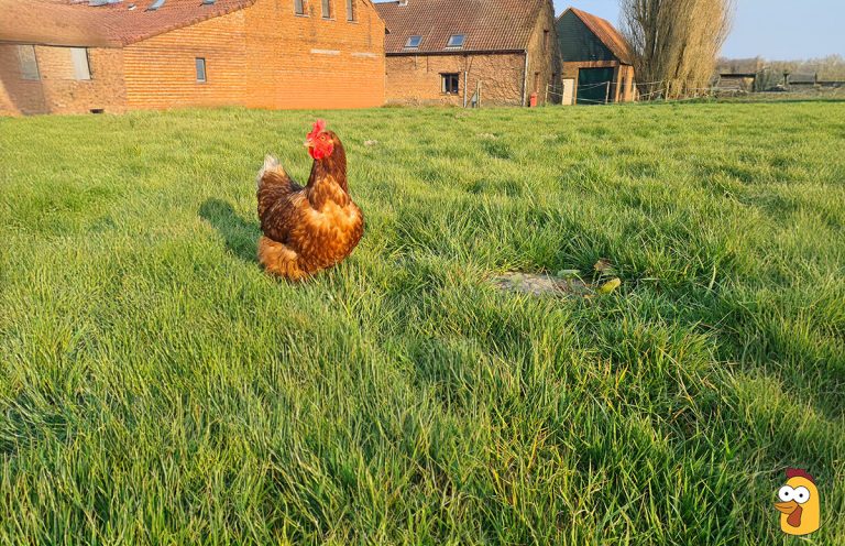 Most Common Chicken Predators | Chicken Fans