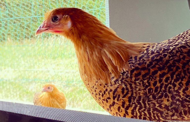Deathlayer Chicken: Breed Profile | Chicken Fans