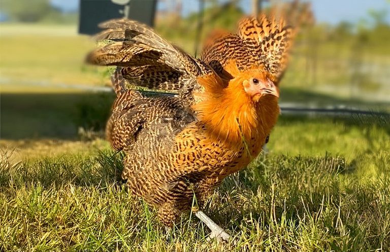 Deathlayer Chicken: Breed Profile | Chicken Fans