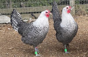 Deathlayer Chicken: Breed Profile | Chicken Fans