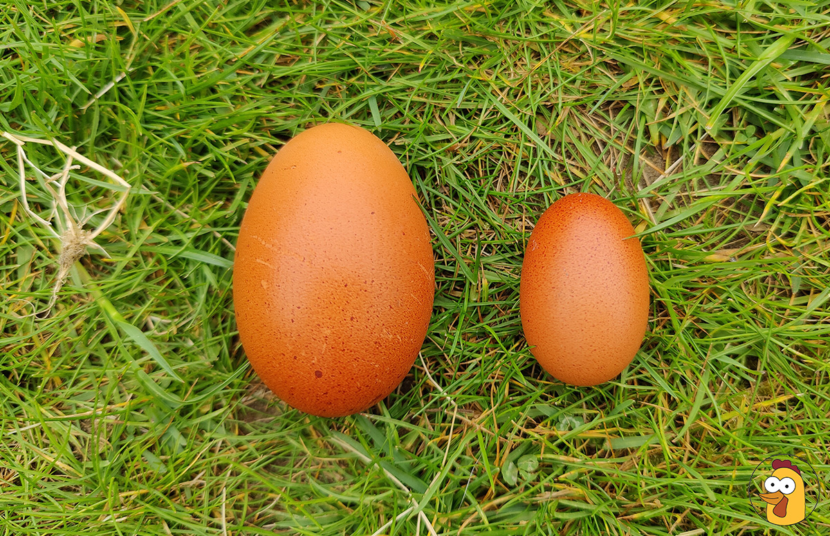 Fairy Egg: All You Need To Know | Chicken Fans