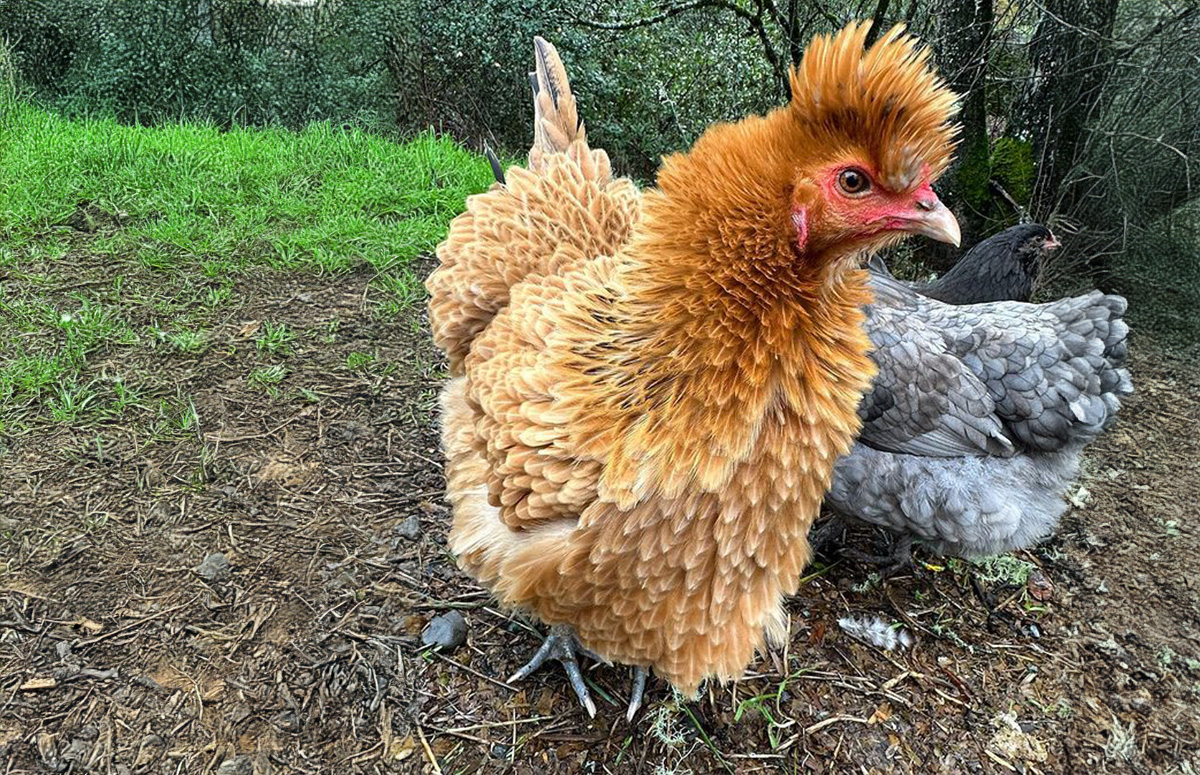 Frizzle Chickens: Reasons To Buy | Chicken Fans