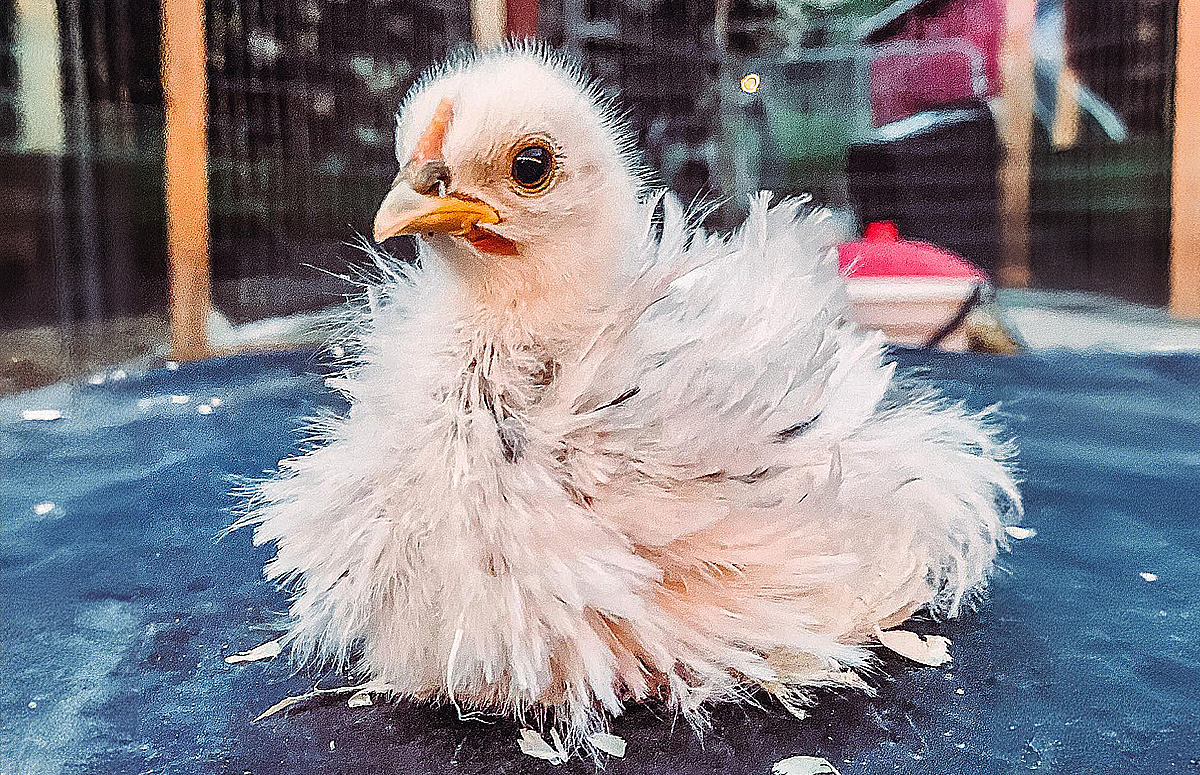 Frizzle Chickens: Reasons To Buy | Chicken Fans