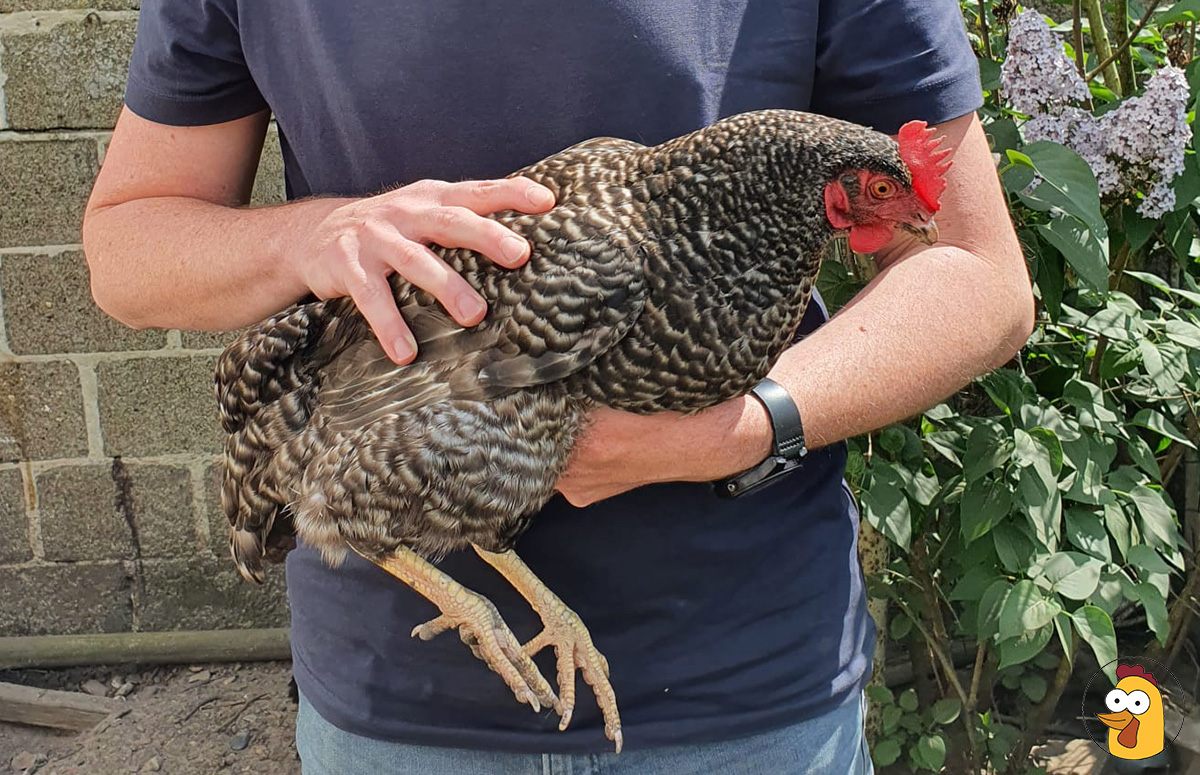 Best Ways To Catch A Chicken | Chicken Fans