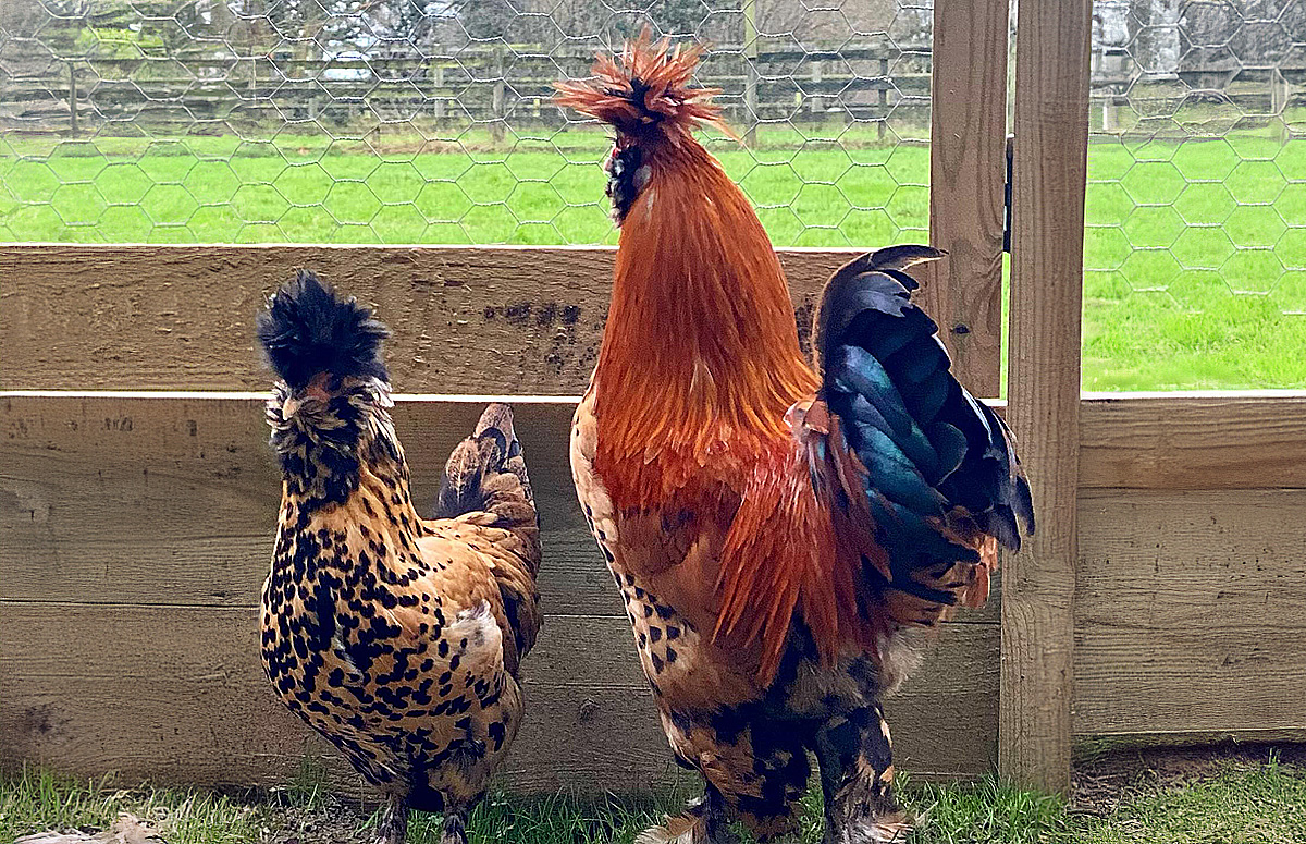 Pavlovskaya Chicken: All You Must Know | Chicken Fans