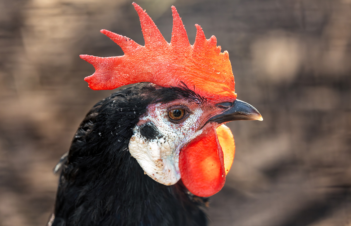 White-Faced Black Spanish Chicken - Complete Guide | Chicken Fans