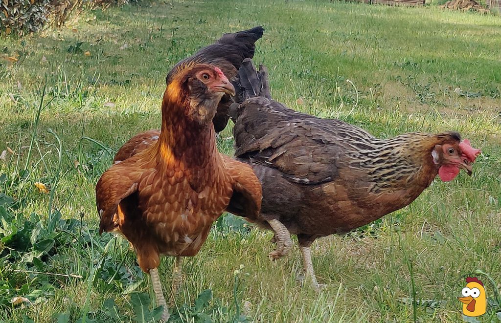 How To Cool Chickens Down (And What NOT To Do!) | Chicken Fans