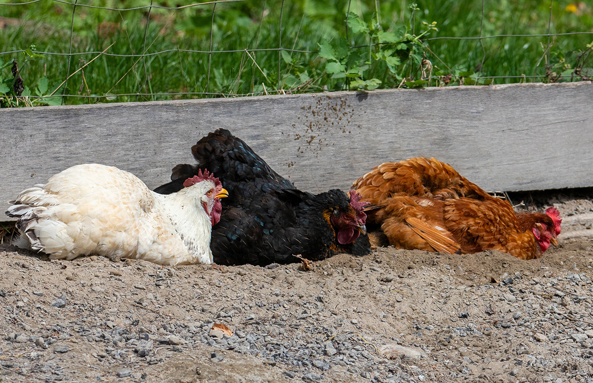 How To Cool Chickens Down (And What NOT To Do!) | Chicken Fans