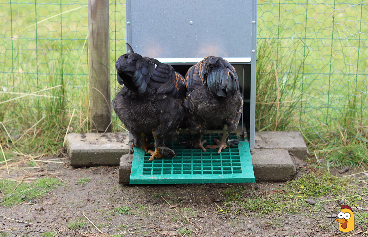 Train Your Chickens Use An Automatic Feeder | Chicken Fans