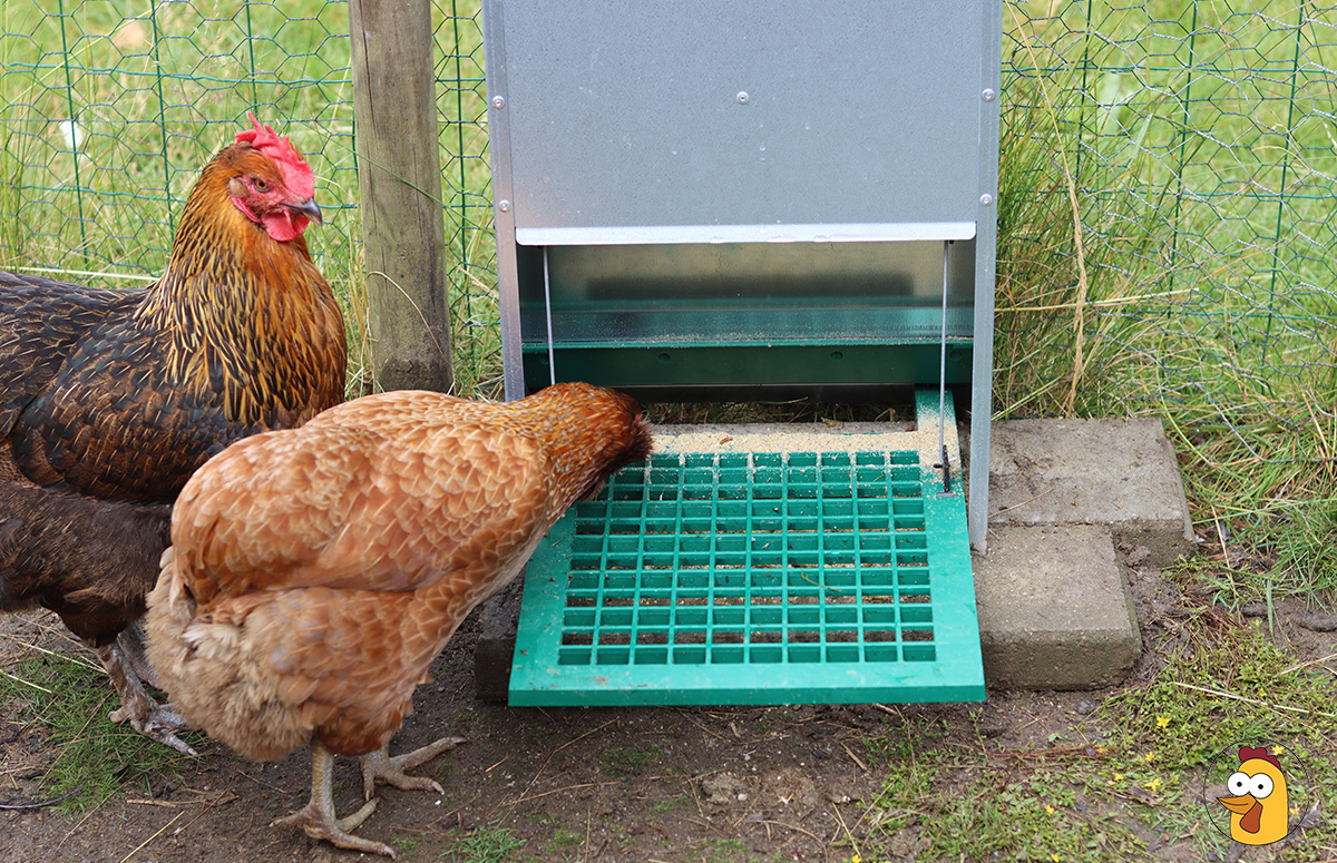 Train Your Chickens Use An Automatic Feeder | Chicken Fans