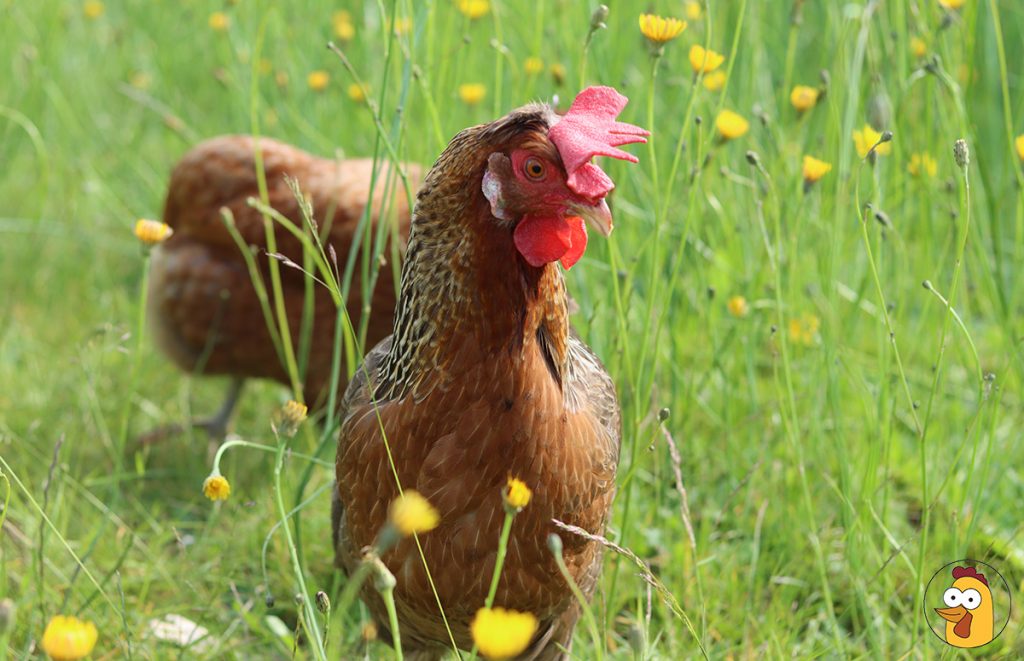 How To Cool Chickens Down (And What NOT To Do!) | Chicken Fans