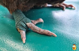 Bumblefoot In Chickens: Causes And Treatment (+ Vet Advice) | Chicken Fans