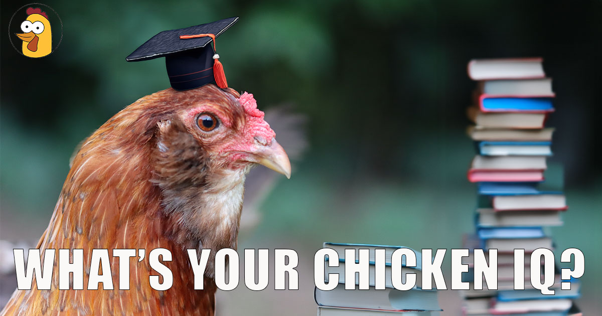 Quiz: What's Your Chicken IQ? | Chicken Fans