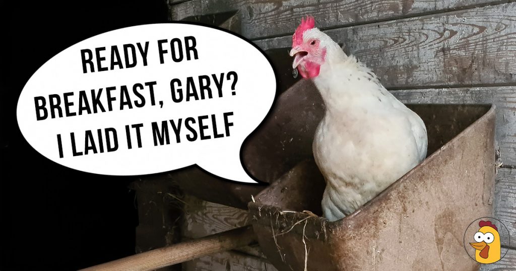 Raising Chickens | Eggcellent Guides