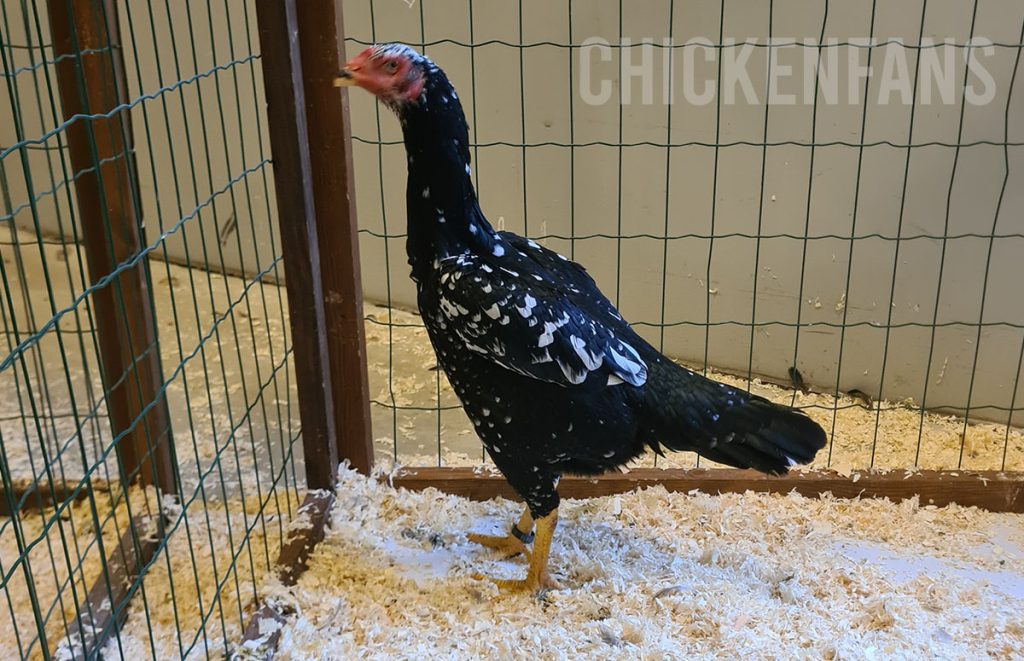 Shamo Chicken - Japanese Game Fowl | Chicken Fans
