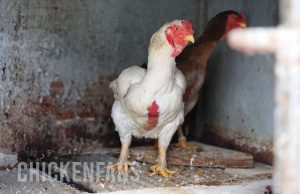 Shamo Chicken - Japanese Game Fowl | Chicken Fans