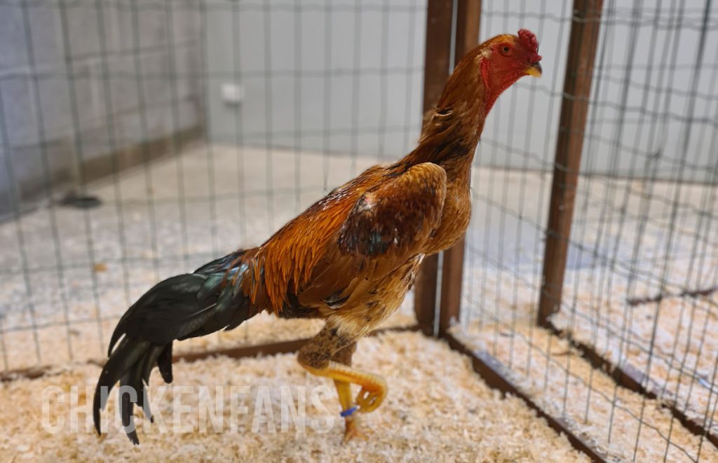 Shamo Chicken - Japanese Game Fowl | Chicken Fans