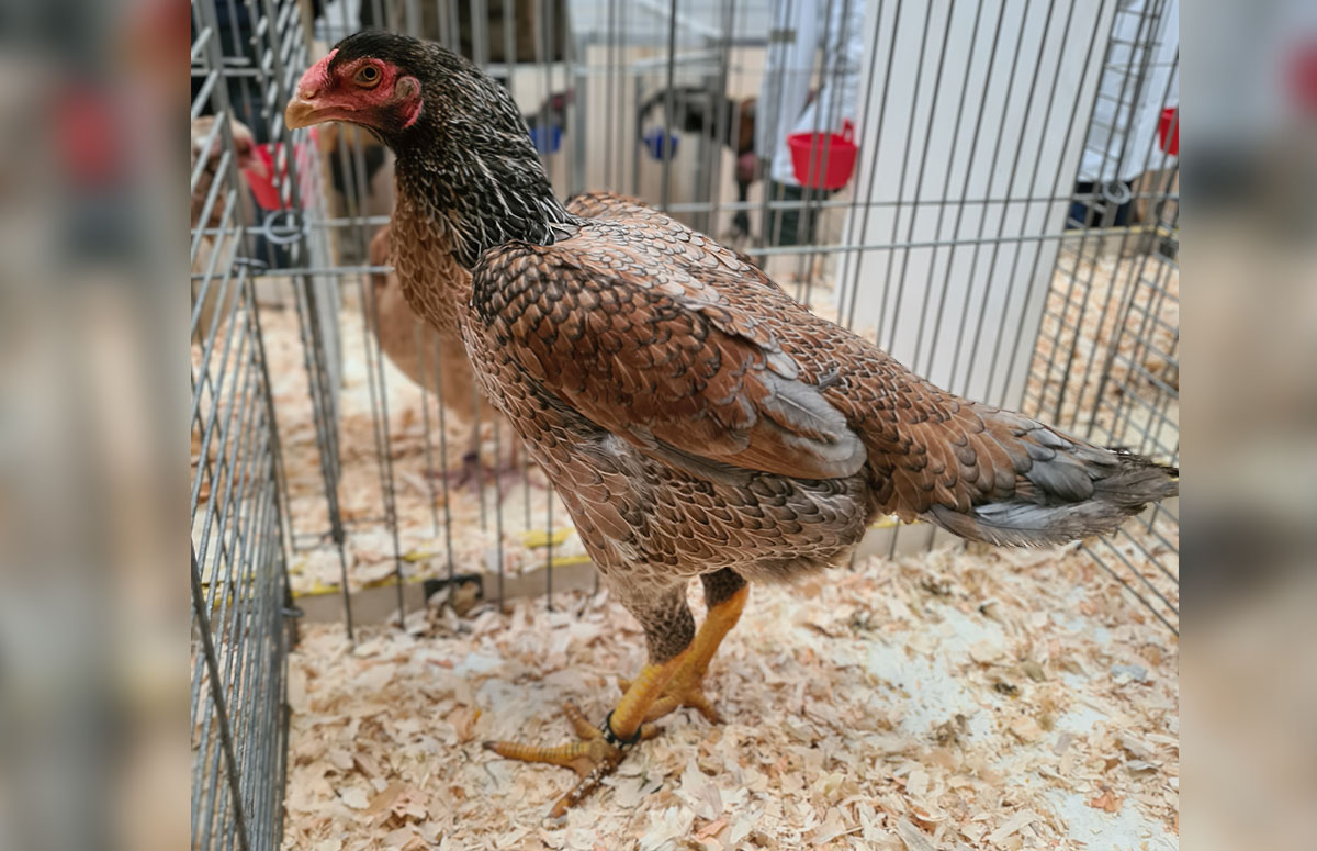 Shamo Chicken - Japanese Game Fowl | Chicken Fans