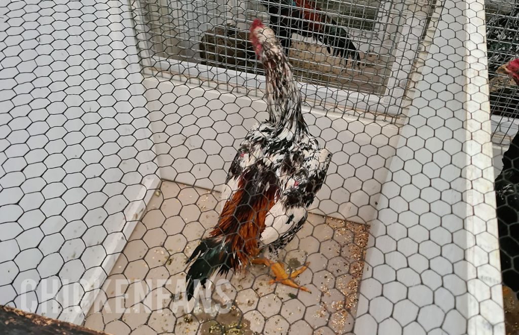 Shamo Chicken - Japanese Game Fowl | Chicken Fans