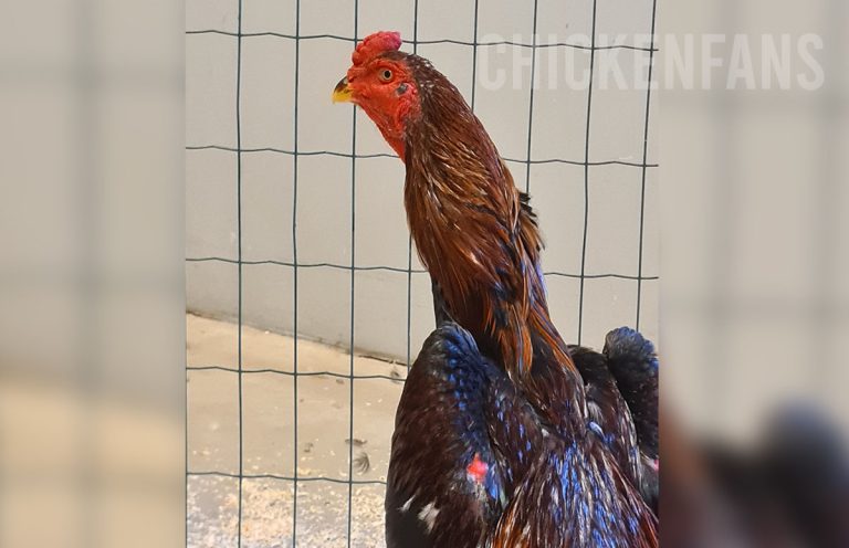 Shamo Chicken - Japanese Game Fowl | Chicken Fans