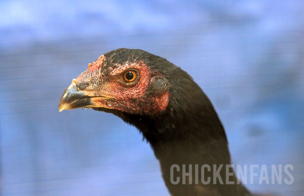 Shamo Chicken - Japanese Game Fowl | Chicken Fans