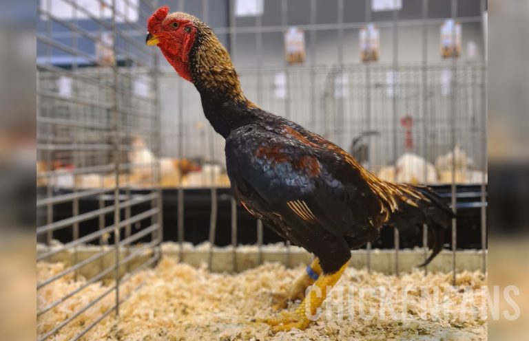 Shamo Chicken - Japanese Game Fowl | Chicken Fans